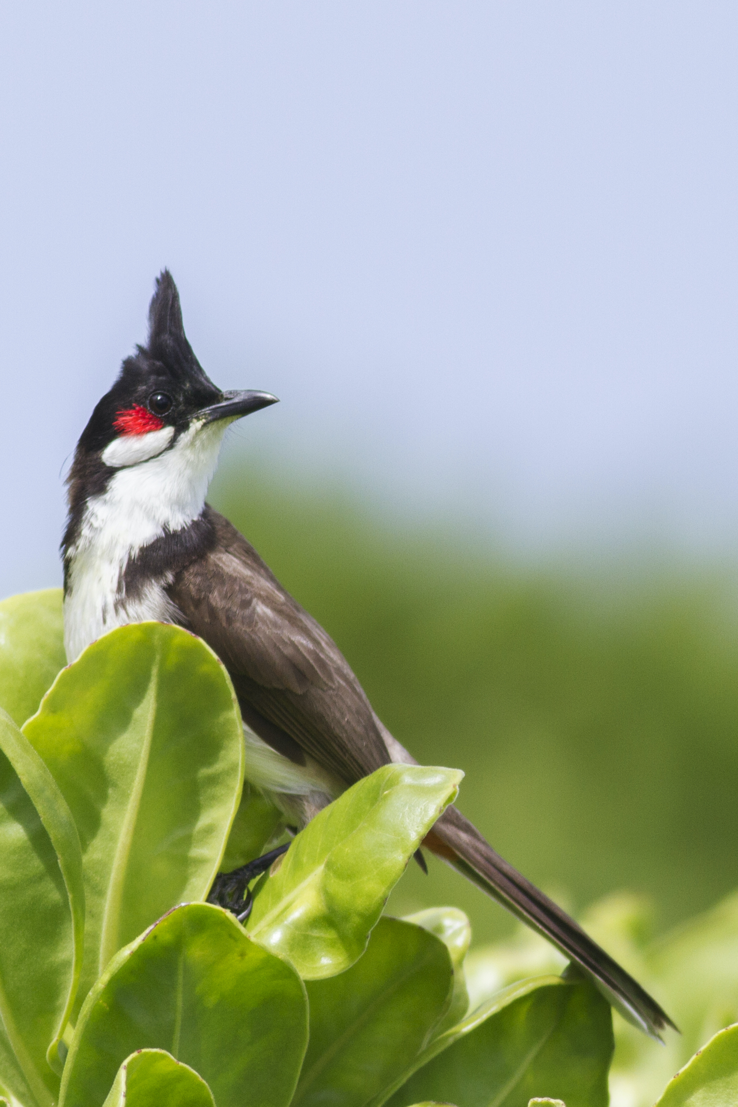 Newsela | Mystery of the white monarchs