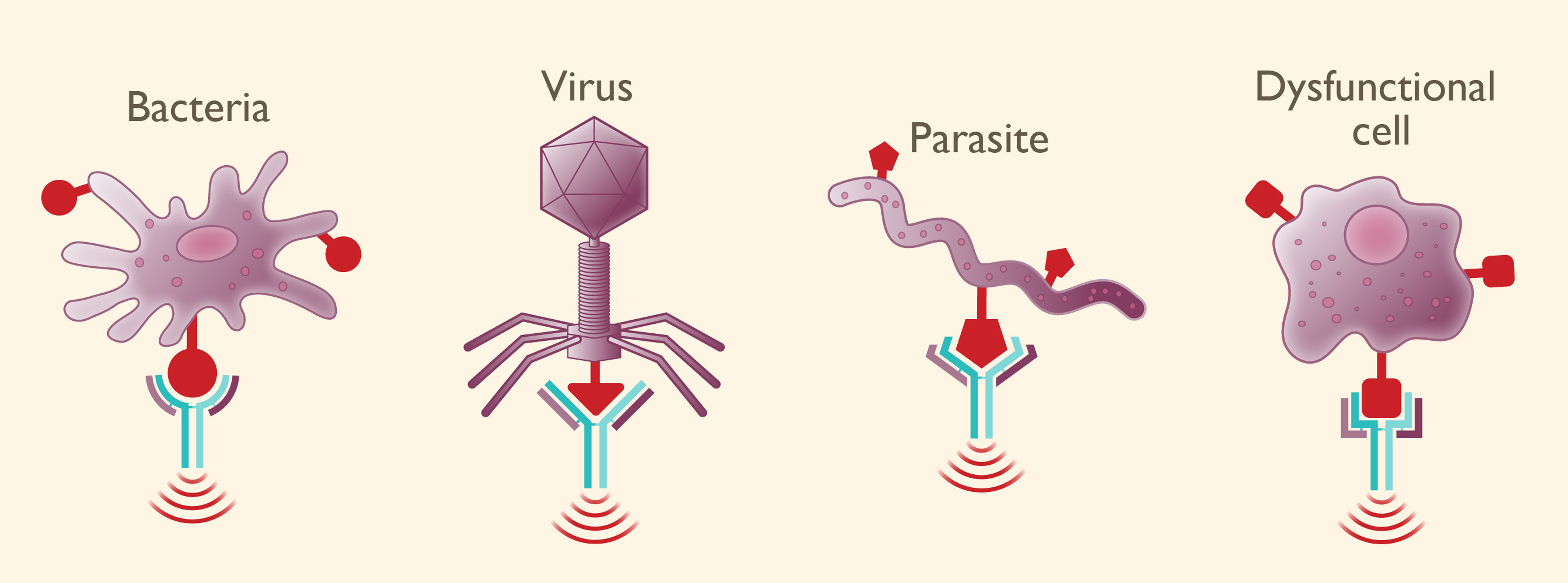 Newsela | What are antibodies?