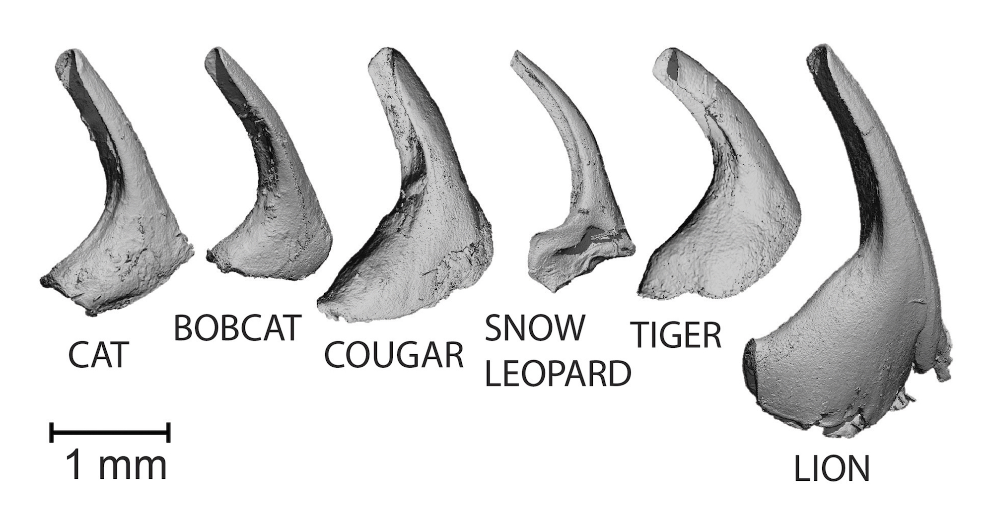 Newsela | The scoop on how your cat's sandpapery tongue deep cleans